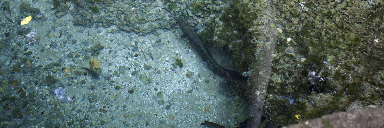 Morea, Sang Penjaga Mata Air Sungai Waiselaka - Indonesia Kaya