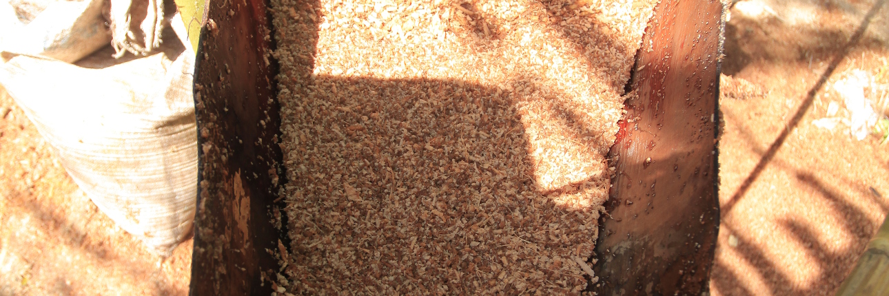 Sagu, Kelezatan yang Tersisa di Timur