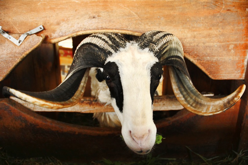 Berwisata sambil melihat Domba Garut yang Perkasa - Indonesia Kaya